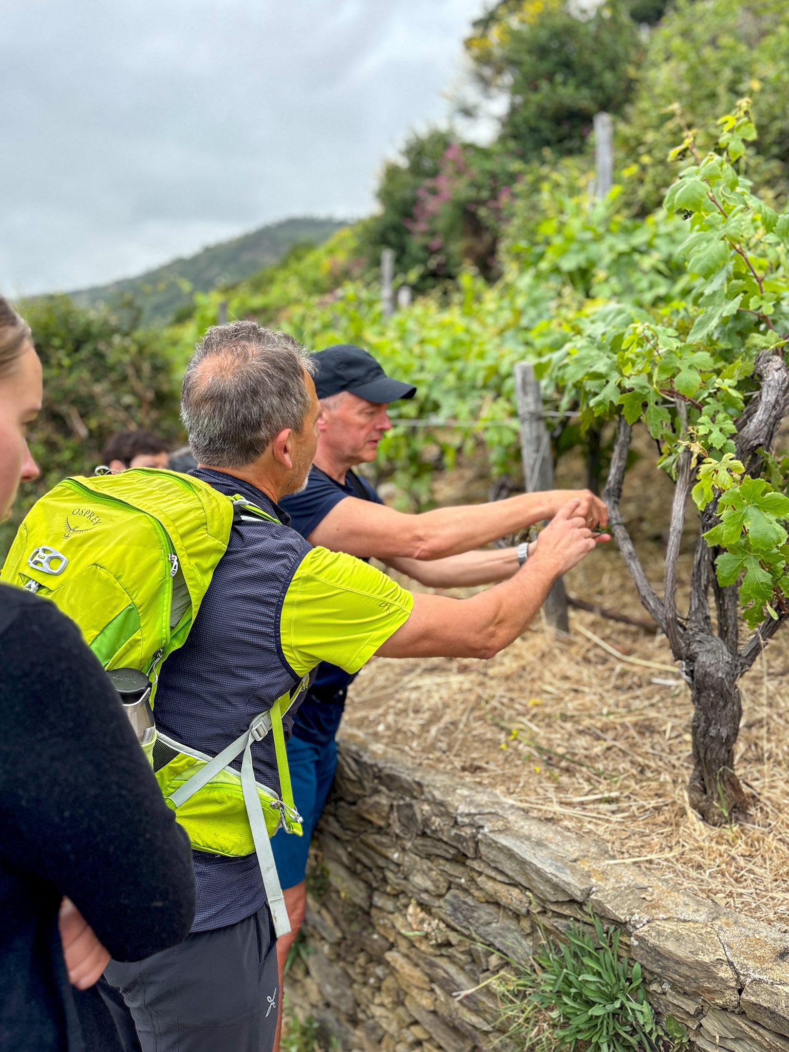 Camminare tra vigneti e storia » Cinque Terre Consorzio Turistico